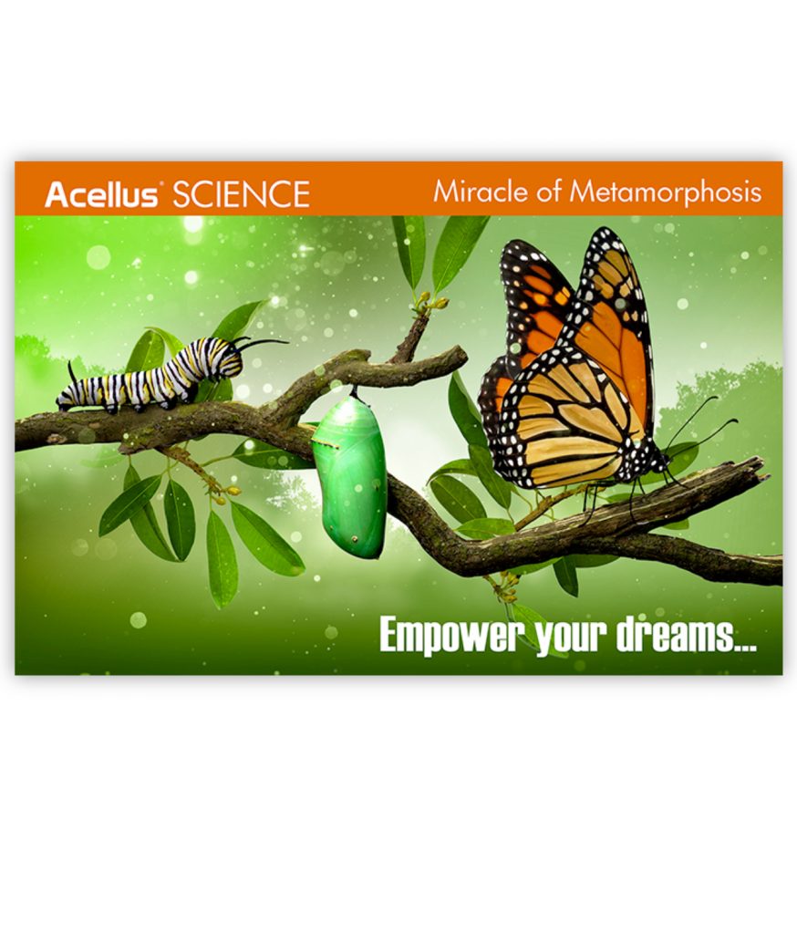 Acellus Science Poster – Metamorphosis – Acellus Store